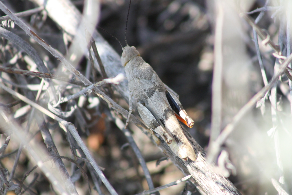 Three-banded Grasshopper from Clark County, KS, USA on September 24 ...