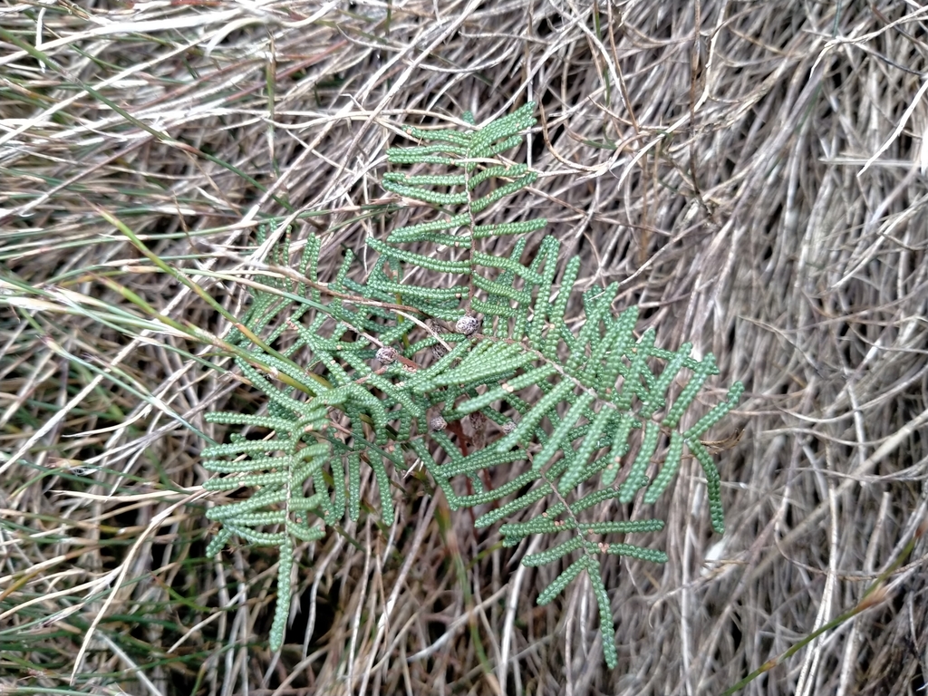 alpine coral-fern from Pukerau, New Zealand on September 24, 2020 at 10 ...