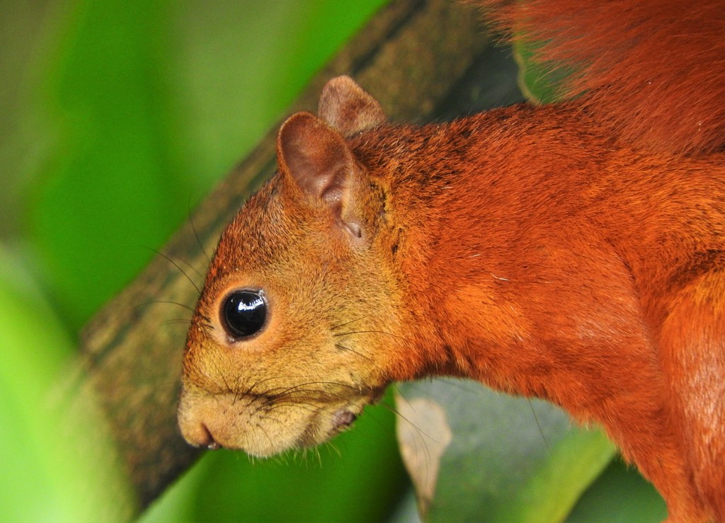 Red-tailed Squirrel from El Castillo, Medellín, Medellin, Antioquia ...