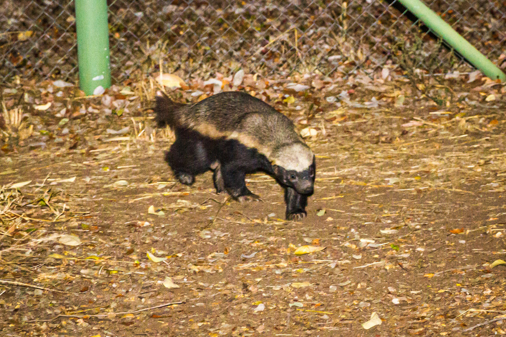 Cape Ratel from Mopani, Kruger National Park, Limpopo, South Africa on ...