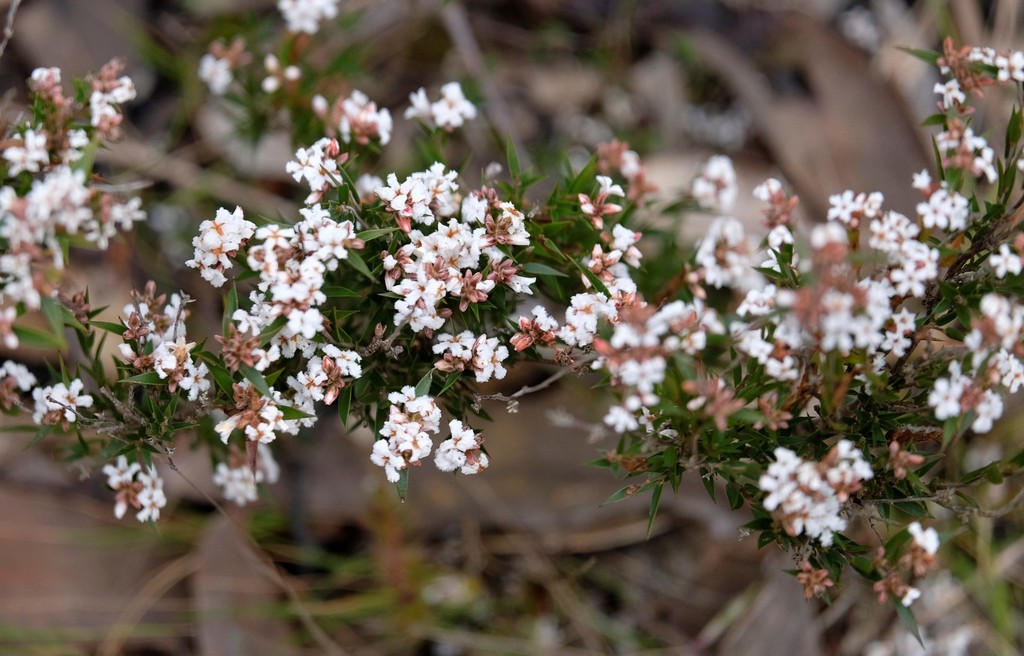common beard-heath from Anglesea VIC 3230, Australia on September 25 ...