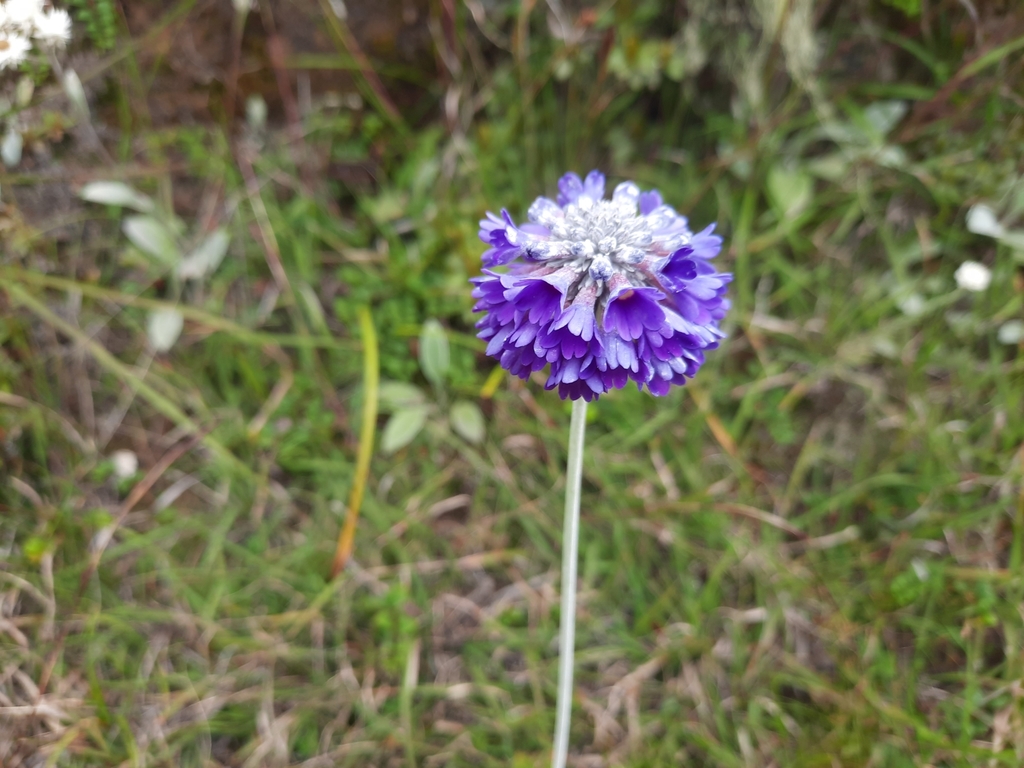 Primula capitata (Primroses of Bhutan Himalaya) · iNaturalist