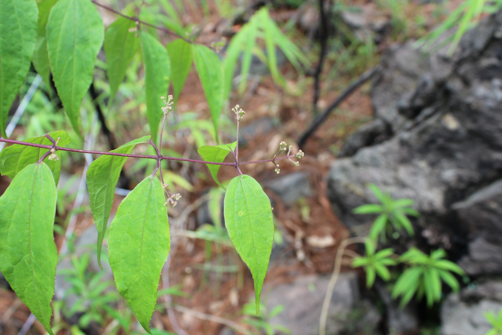 Ageratina areolaris (DC.) D.Gage ex B.L.Turner