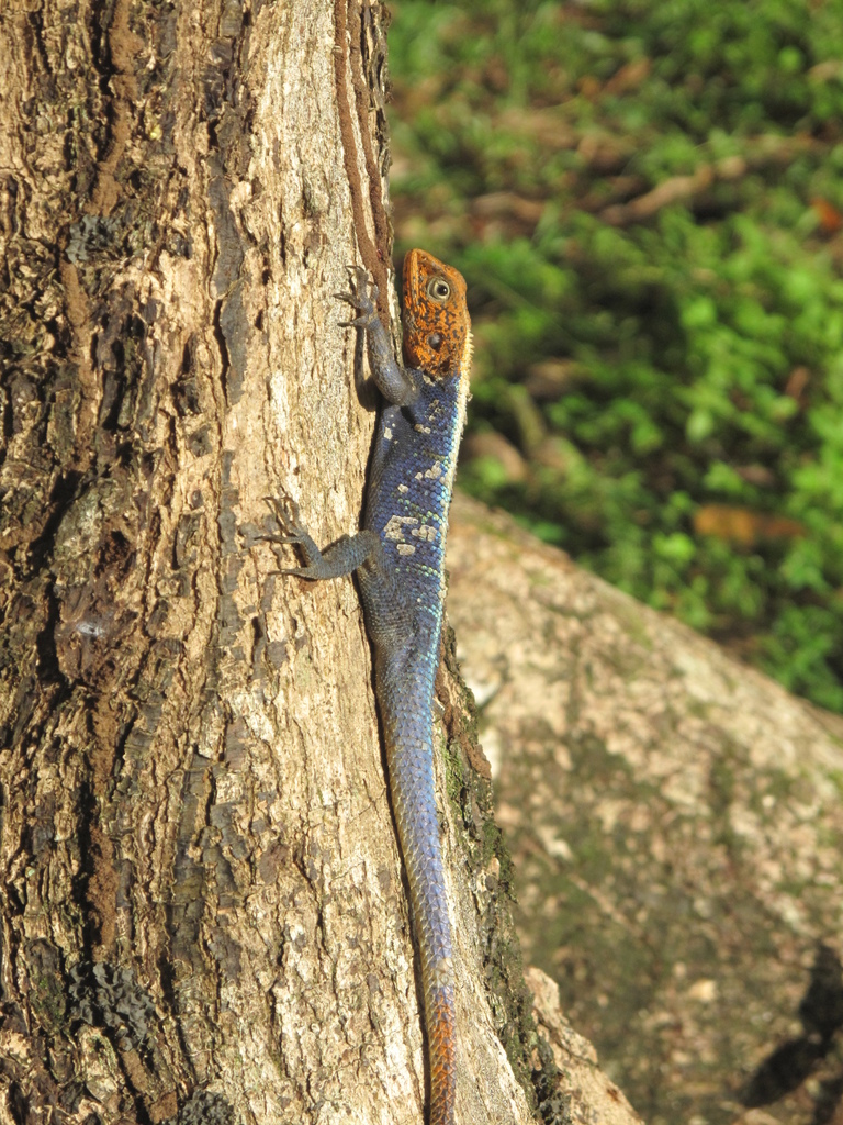 West African Rainbow Lizard from Kamakwie, Sierra Leone on July 20 ...