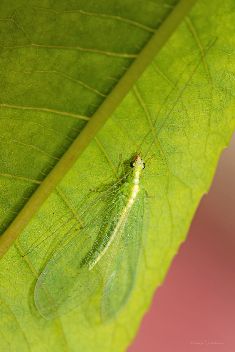 Chrysoperla externa (Hagen, 1861)