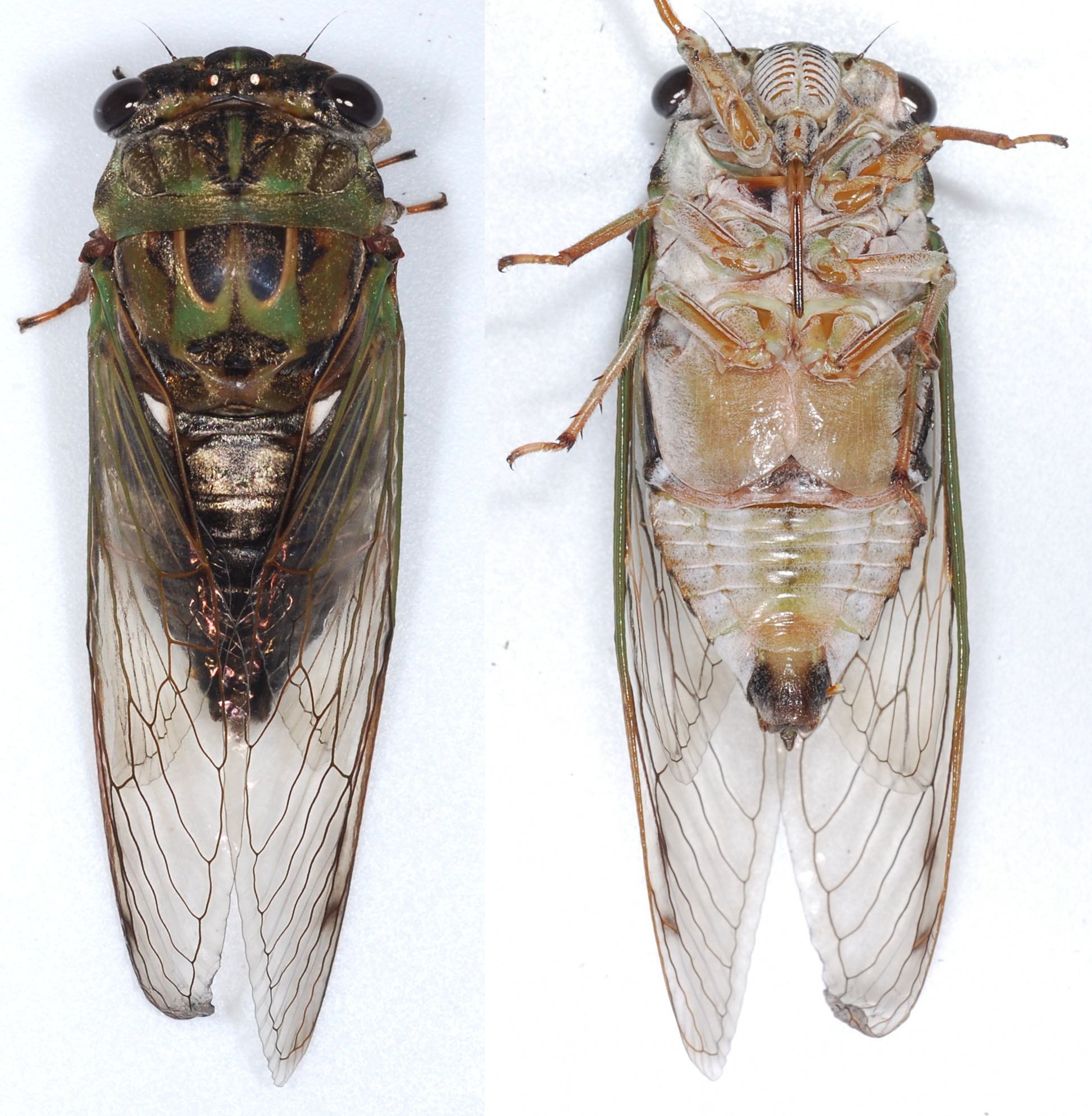 Neotibicen pruinosus pruinosus