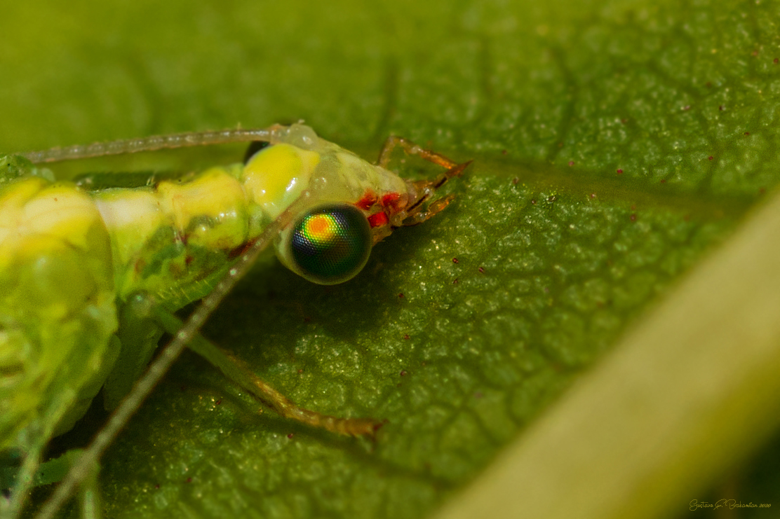 Chrysoperla externa (Hagen, 1861)