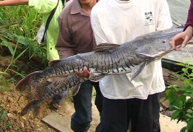 Spotted Tiger Sorubim (Pseudoplatystoma punctifer) - Marine Life ...