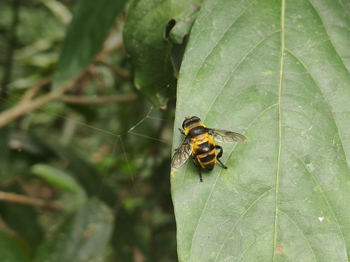 Mallota formosana · iNaturalist