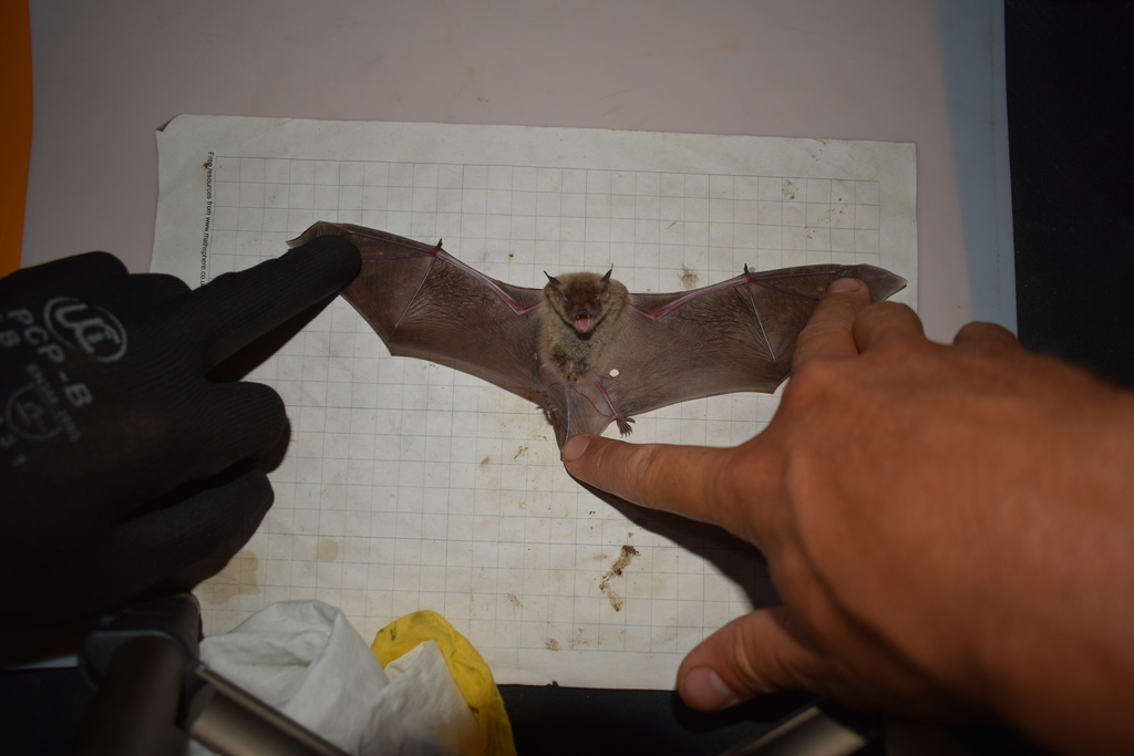 peninsular myotis (Myotis velifer peninsularis) - Know Your Mammals