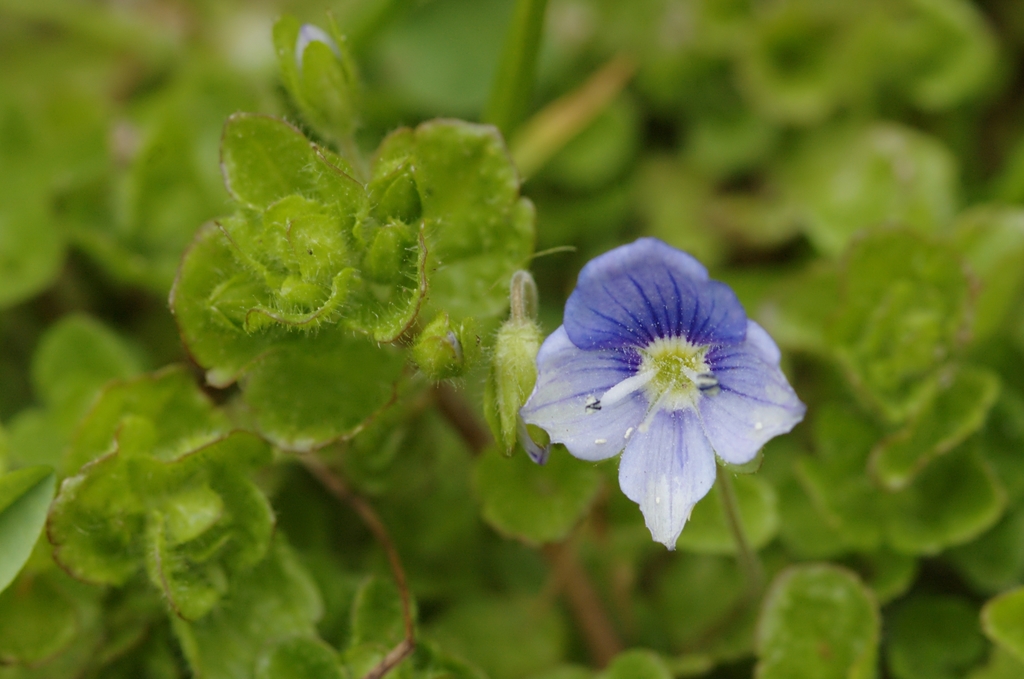 Slender speedwell (Fort Circle Park at Gallatin and Sargent Rd ...