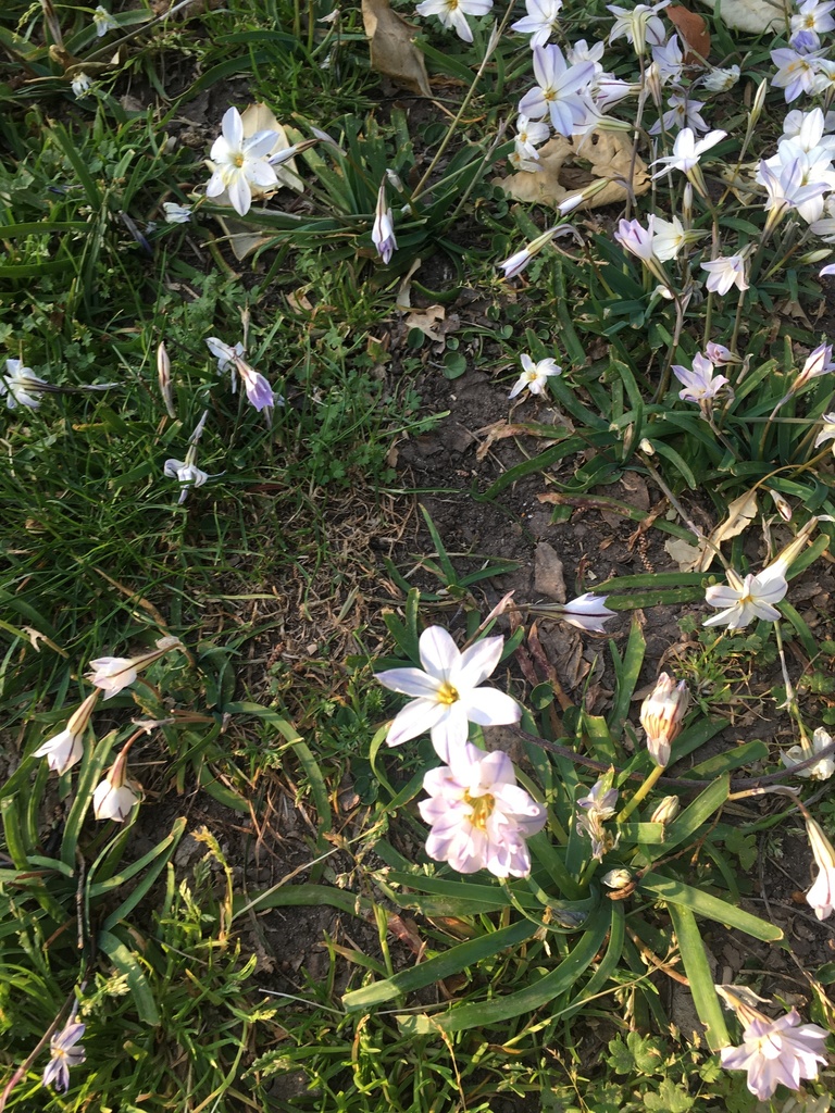 Spring starflower from Sarmiento, Bahía Blanca, Buenos Aires, AR on ...