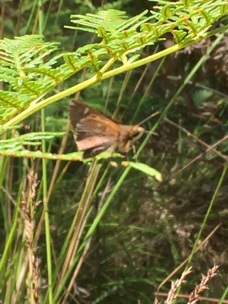 southern grass-skipper from Eurobin Creek, Mount Buffalo VIC 3740 ...