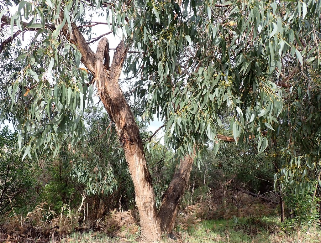 Brown-top Stringybark from Anglesea VIC 3230, Australia on September 25 ...