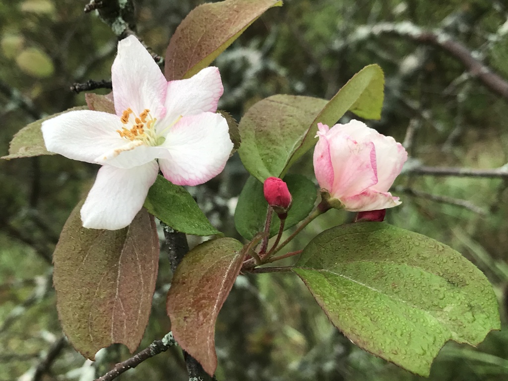 Pear-leaf Crabapple (Malus prunifolia) - Botanical Realm