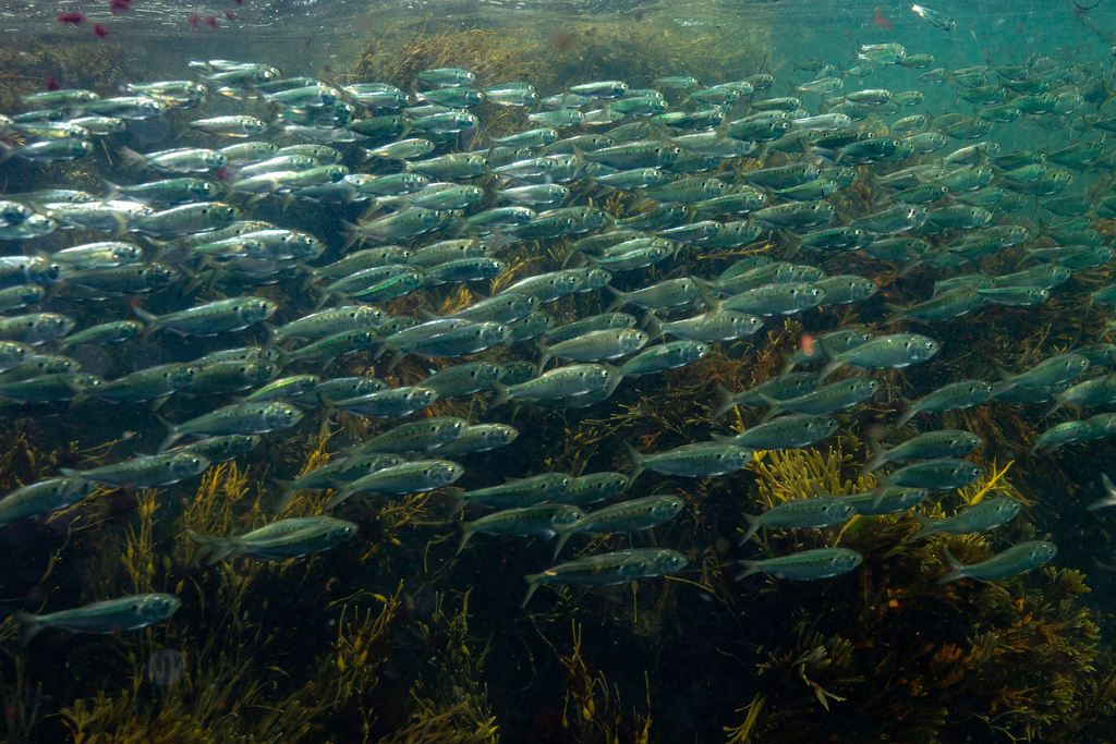 Atlantic Menhaden (Brevoortia tyrannus) - Marine Life Identification