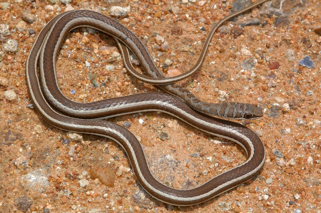 Stripe-bellied Sand Snake (Reptiles of Botswana) · iNaturalist