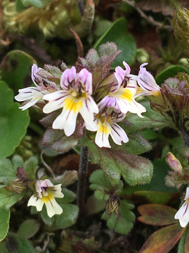 Eyebright (Buxton White/Green Flowering Plants) · iNaturalist