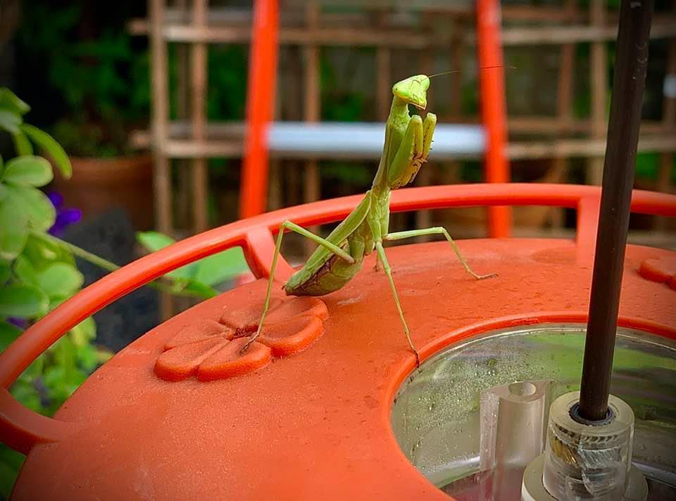 Carolina Mantis from Clayton, MO, USA on September 25, 2020 at 08:42 AM ...