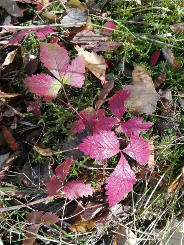 Arctic raspberry from Артемовский р-н, Свердловская обл., Россия on ...