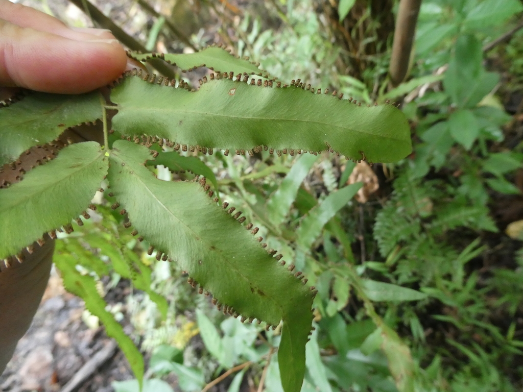 climbing ferns from Jurong Eco Garden on September 16, 2019 at 10:21 AM ...