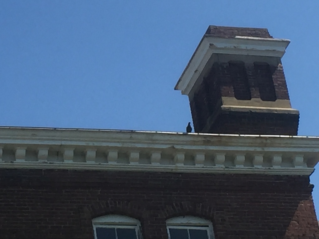 Feral Pigeon from Athens, OH 45701, USA on August 8, 2017 at 11:37 AM ...