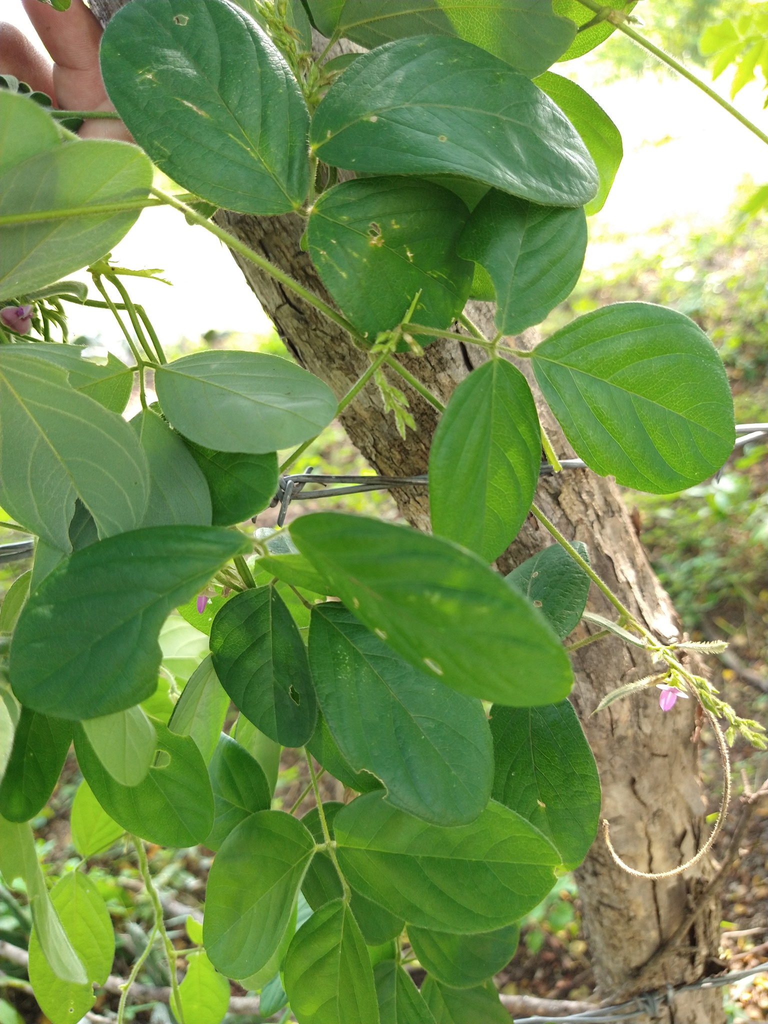 Teramnus uncinatus (L.) Sw.