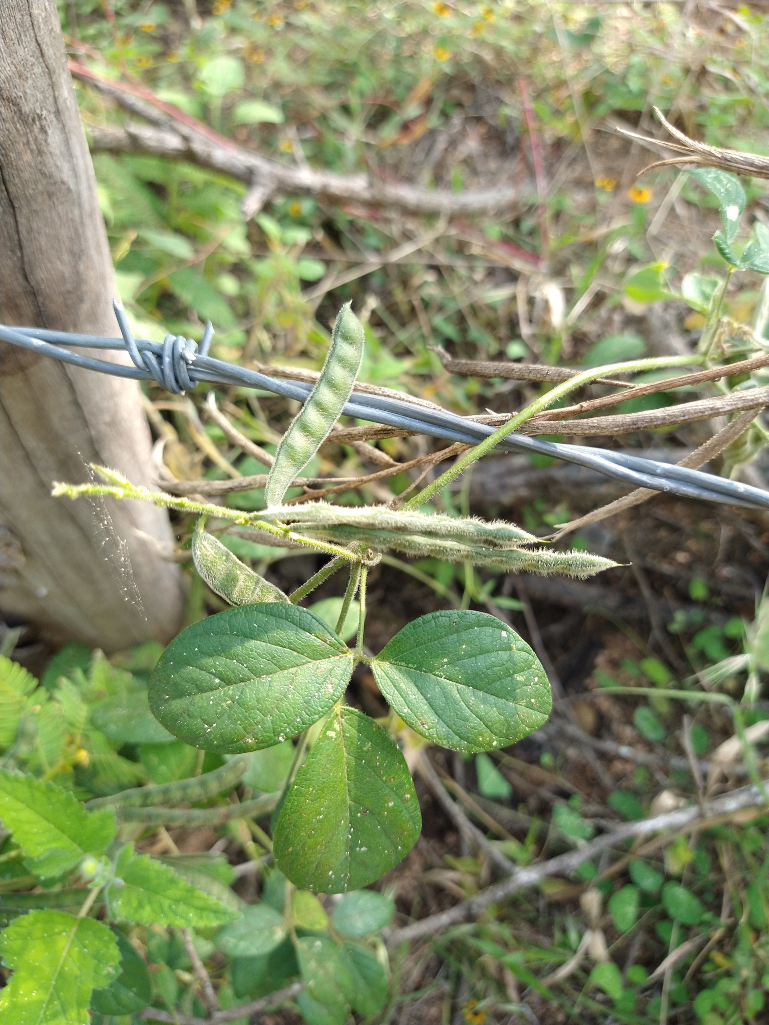 Teramnus uncinatus (L.) Sw.