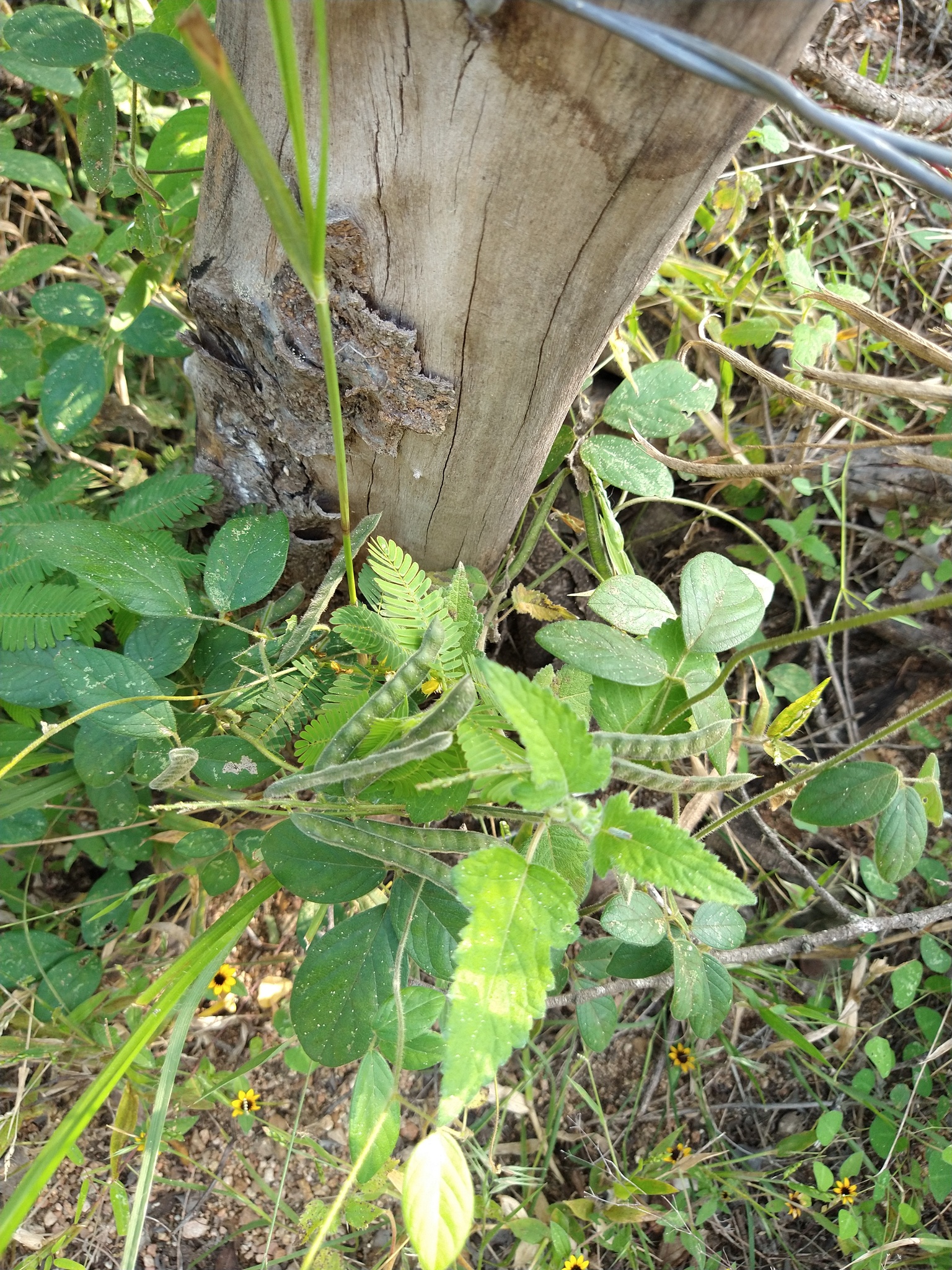 Teramnus uncinatus (L.) Sw.