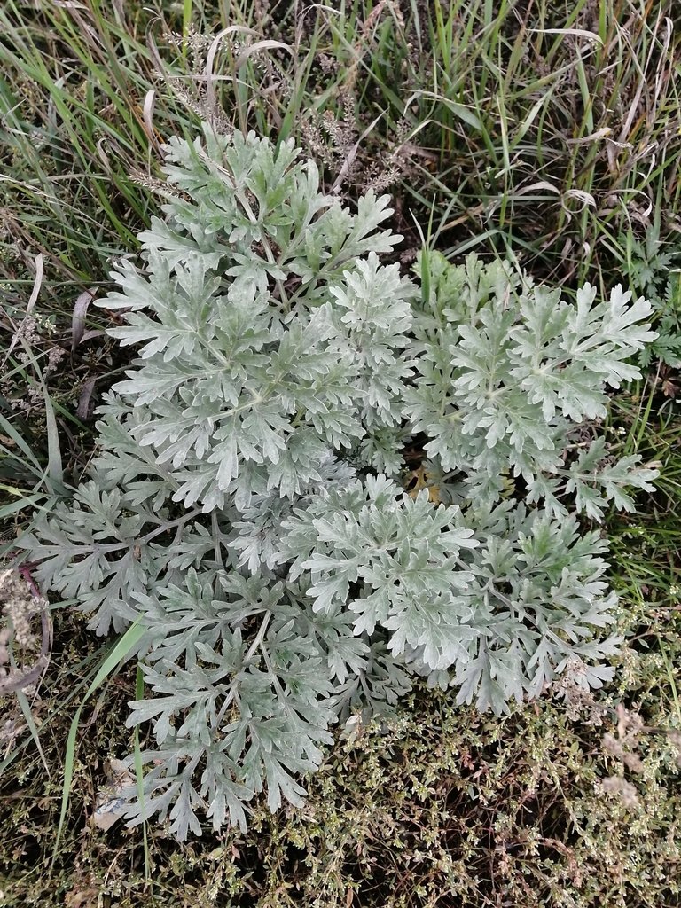 absinthe wormwood from Новосибирская обл., Россия, 633227 on September ...