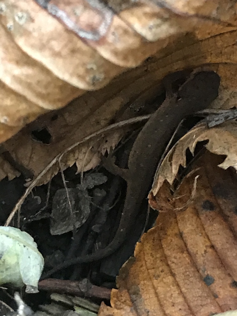 Eastern Newt from 64th St, Turtle Lake, WI, US on September 24, 2020 at ...