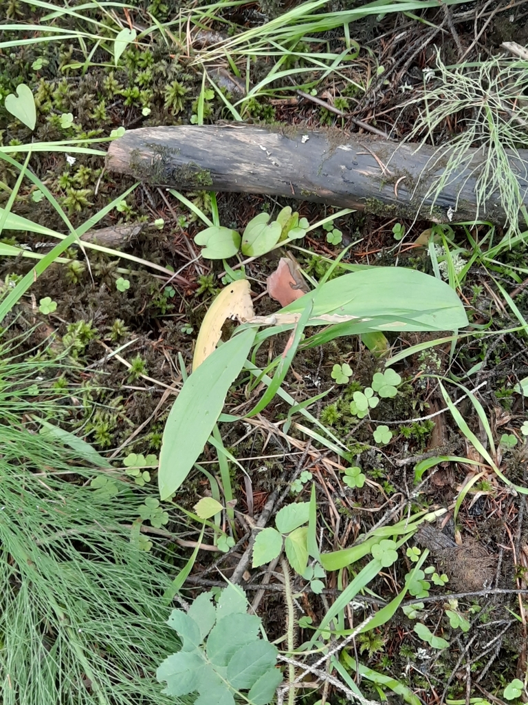 Allium microdictyon in August 2020 by Николай Груданов · iNaturalist