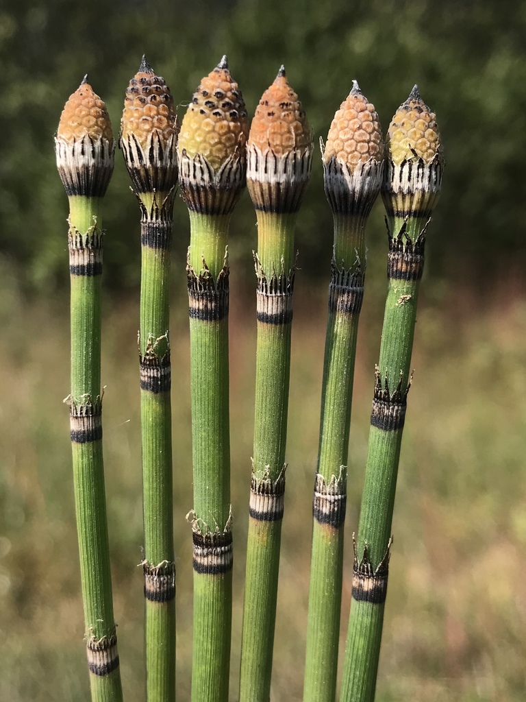 rough horsetail (Plants of Pinery Provincial Park) · iNaturalist