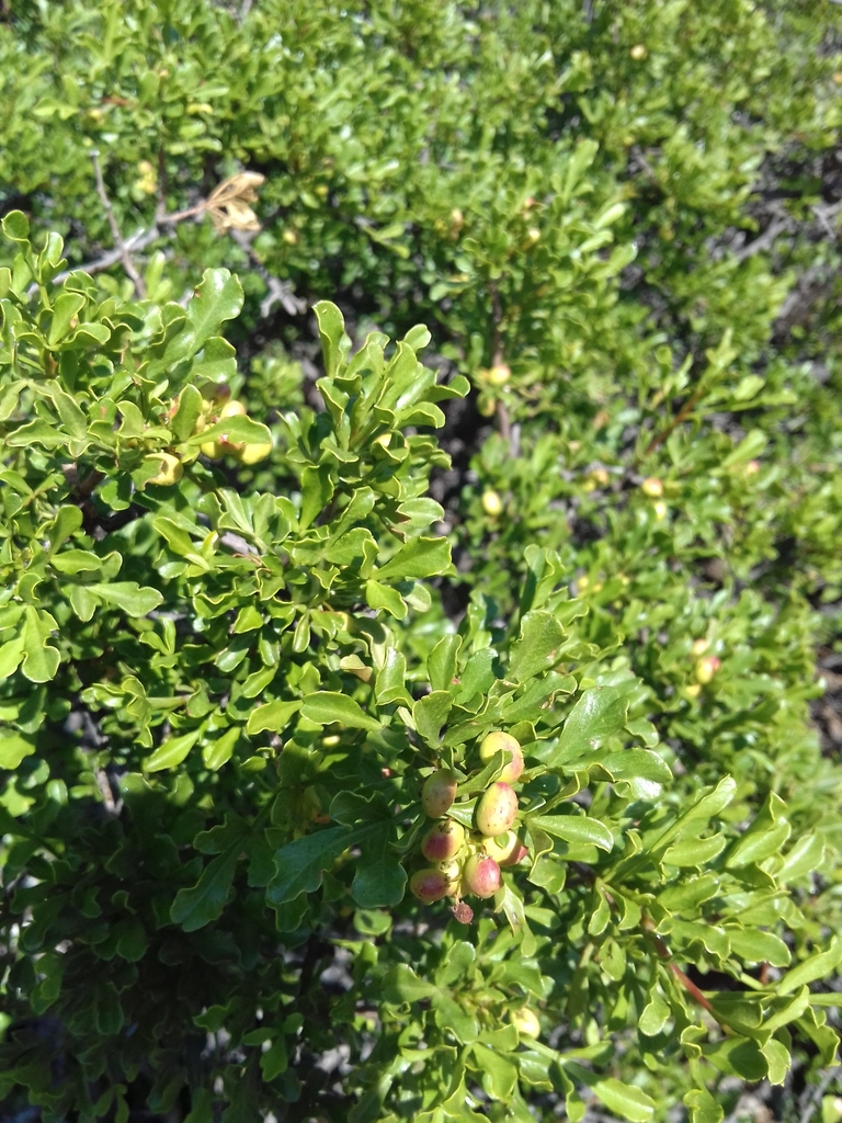 Searsia crenulata from Namakwa, South Africa on September 10, 2020 at ...