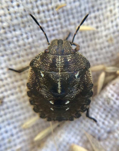 Tortoise Bug | Native Nature