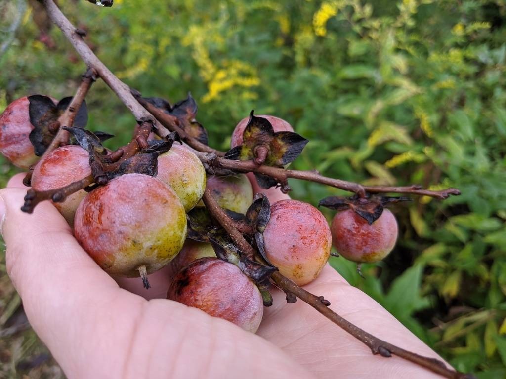 American persimmon from Rachel Carson Conservation Park on September 25 ...