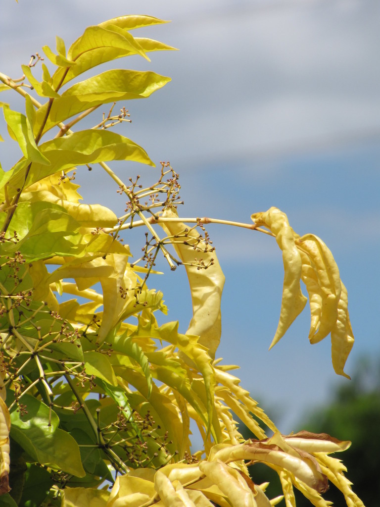 (Polyscias filicifolia) - Botanical Realm