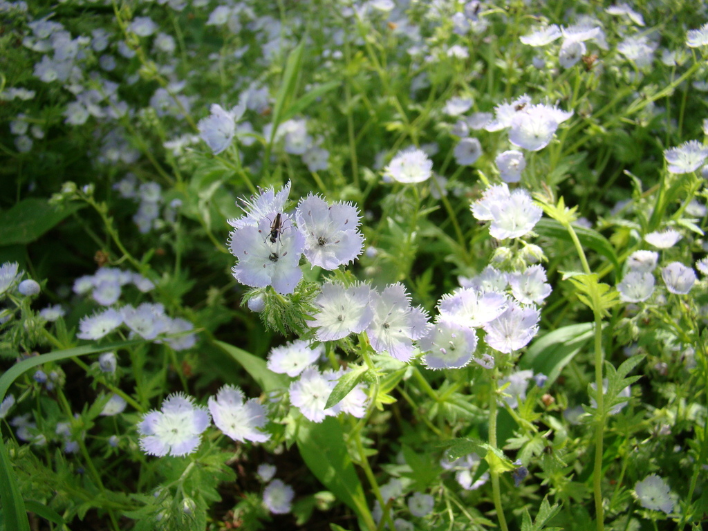Miami-mist (Wildflowers of Floracliff Nature Sanctuary ) · iNaturalist