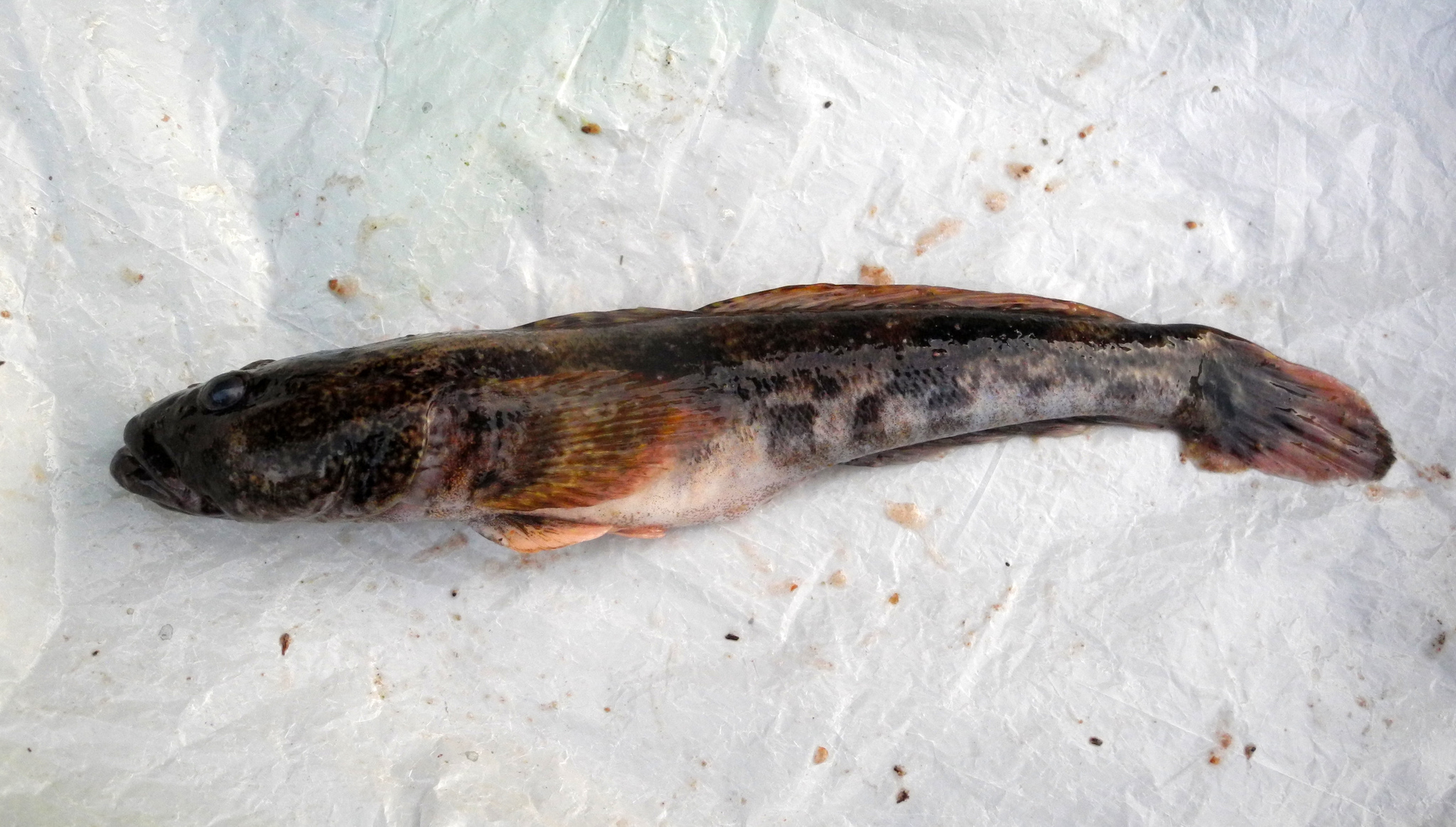 Mesogobius batrachocephalus (Pallas, 1814)