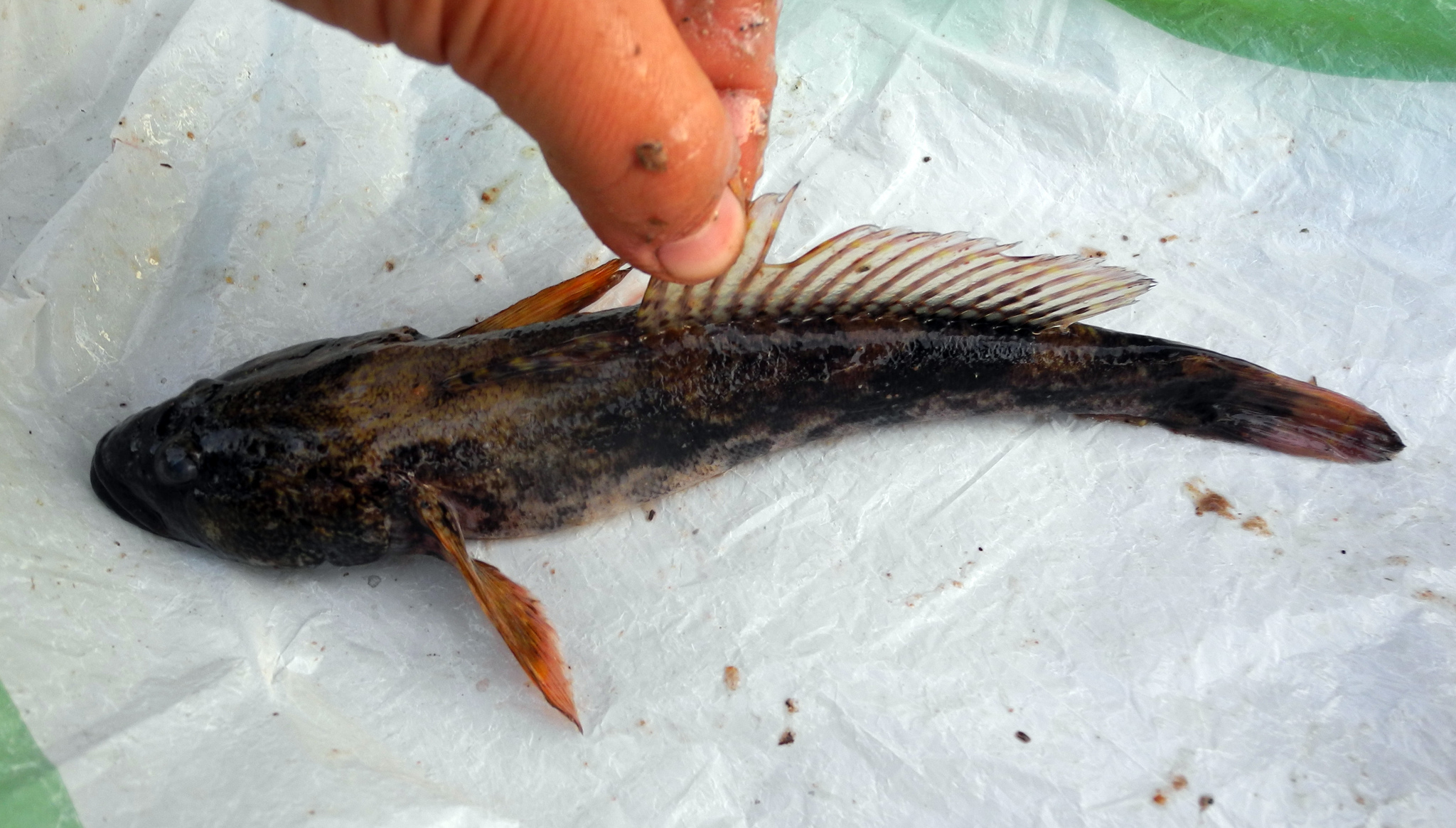 Mesogobius batrachocephalus (Pallas, 1814)