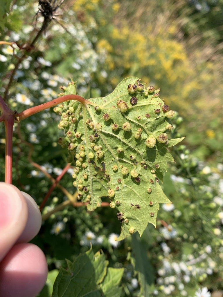 Grape Phylloxera from Wolcott, IN, US on September 25, 2020 at 12:34 PM ...
