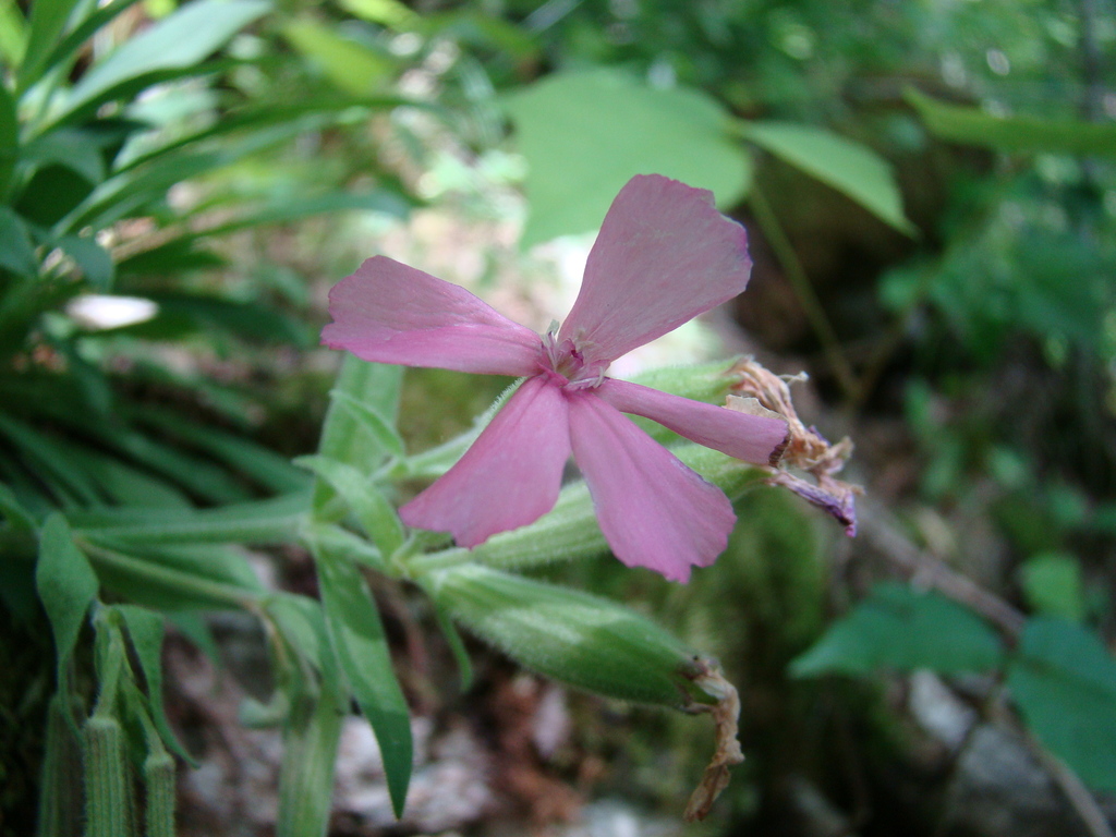 Carolina pink (Wildflowers of Floracliff Nature Sanctuary ) · iNaturalist