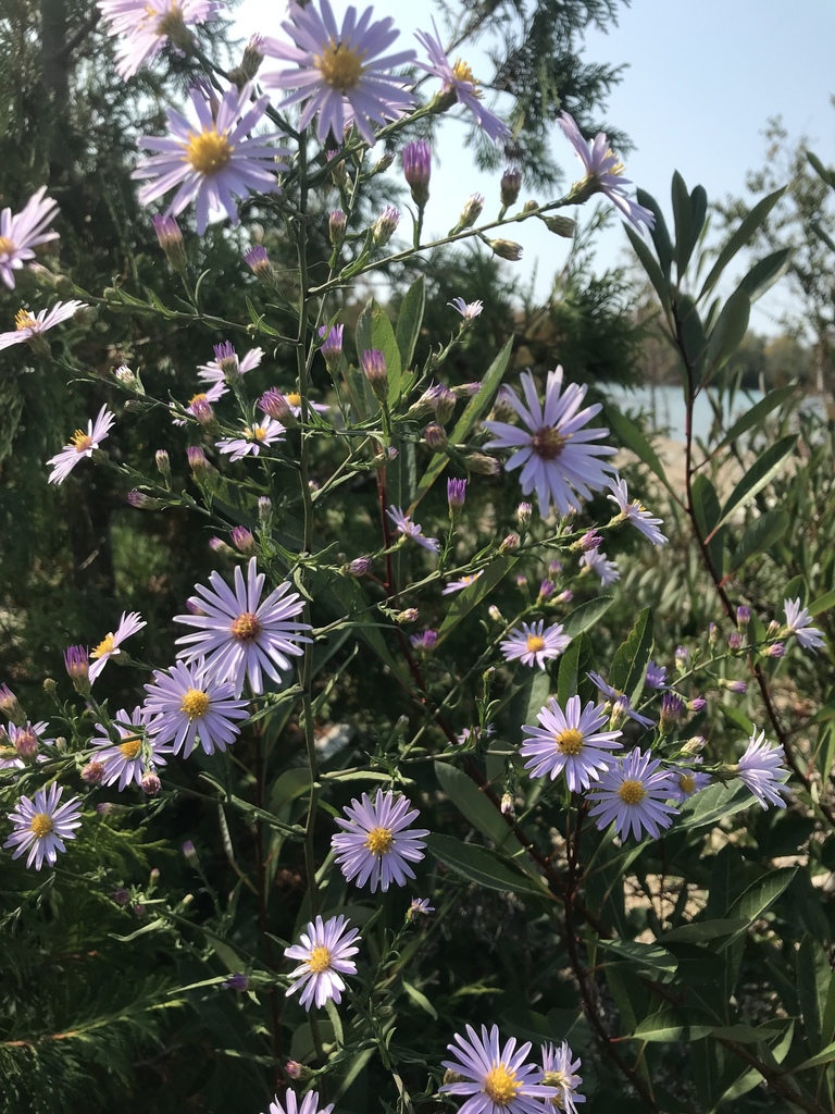 smooth blue aster from MacGregor Point Provincial Park, Saugeen Shores ...