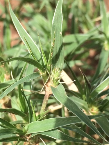 False buffalograss (Plants of Eleven Mile State Park) · iNaturalist