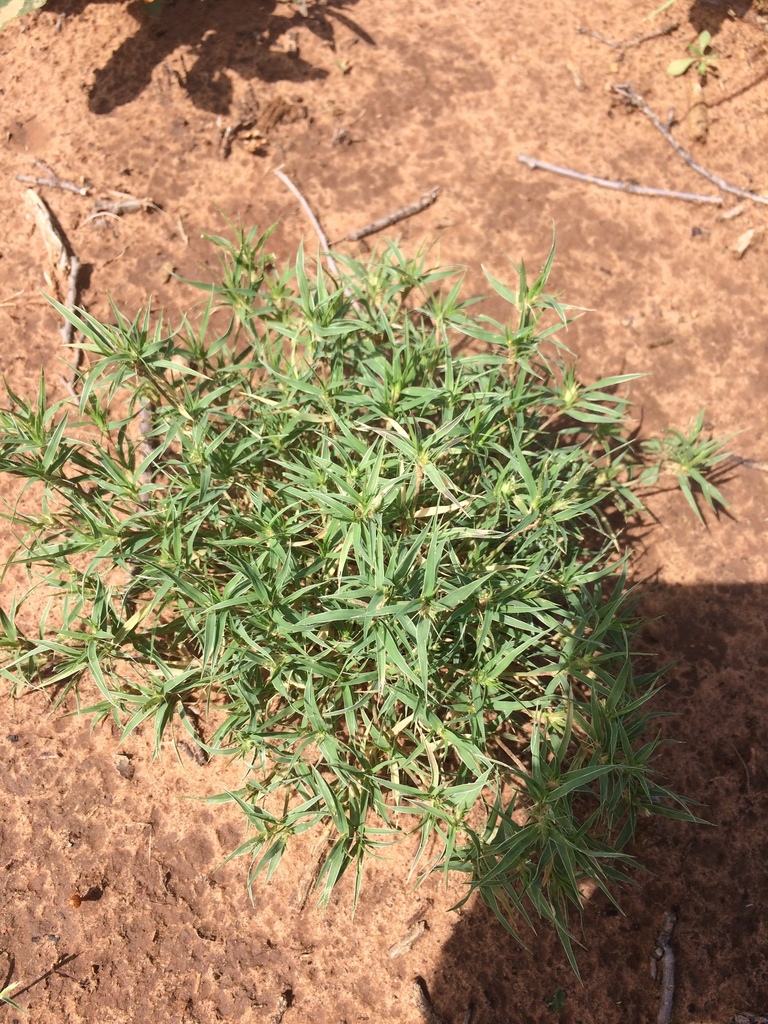 False buffalograss (Plants of Eleven Mile State Park) · iNaturalist