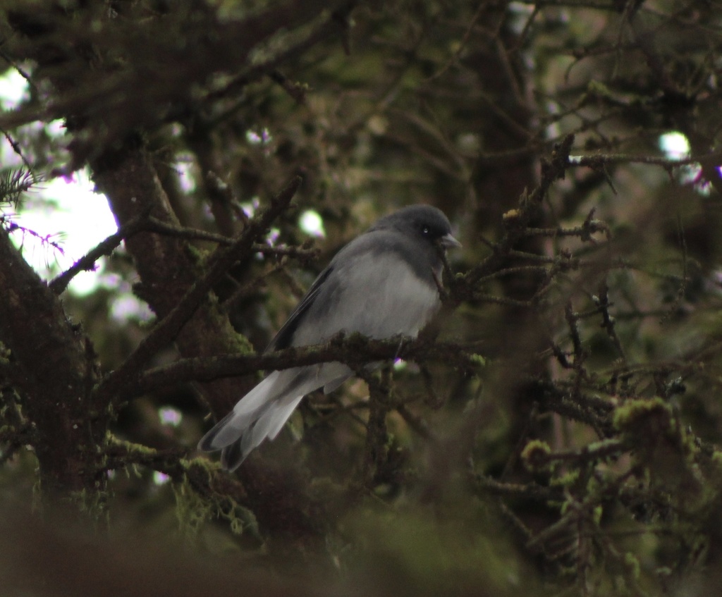Carolina Junco (Junco hyemalis carolinensis) - Avian Discovery