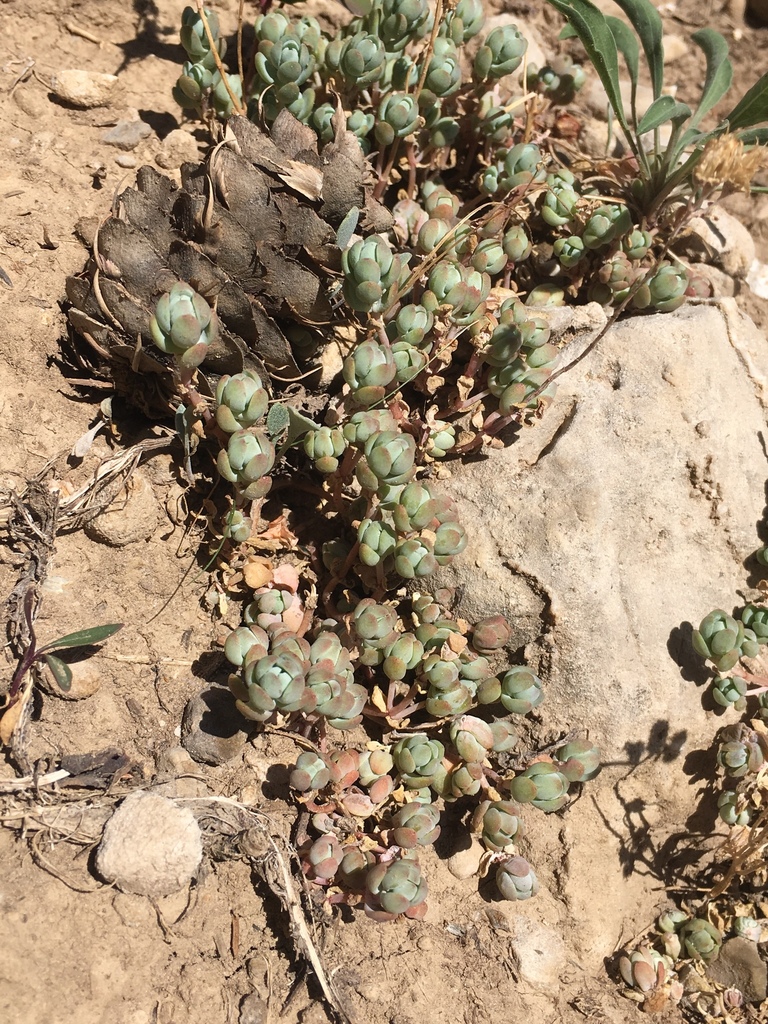Orpine Stonecrop from Cache County, US-UT, US on September 25, 2020 at ...