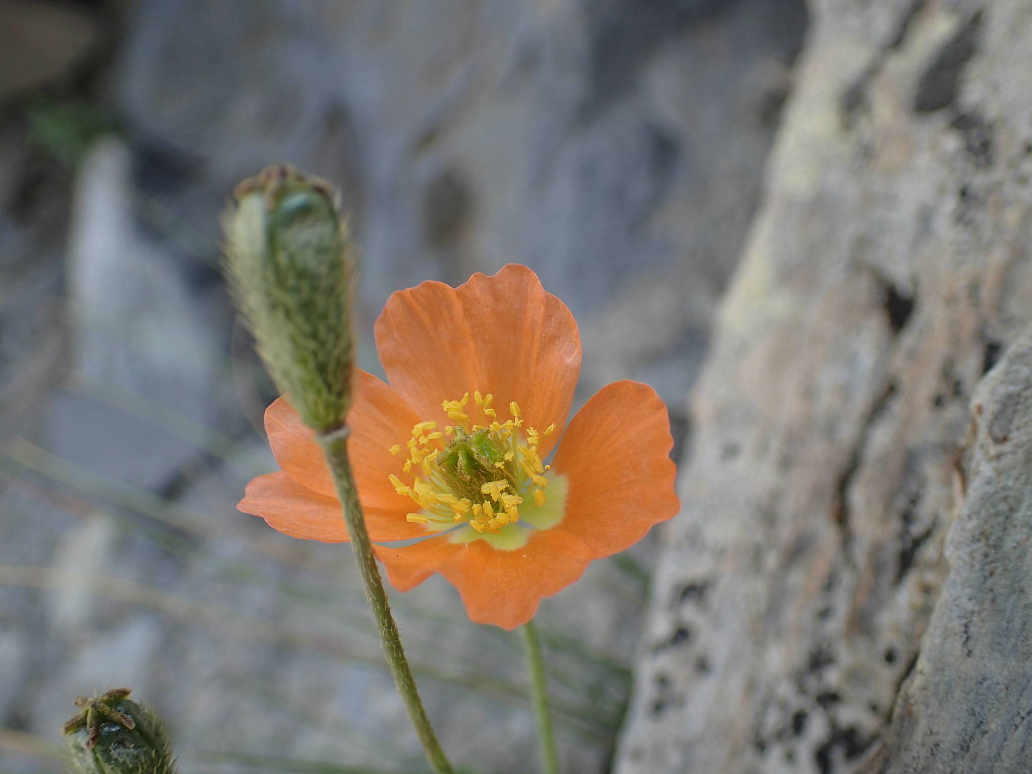 Papaver lapeyrousianum Gutermann