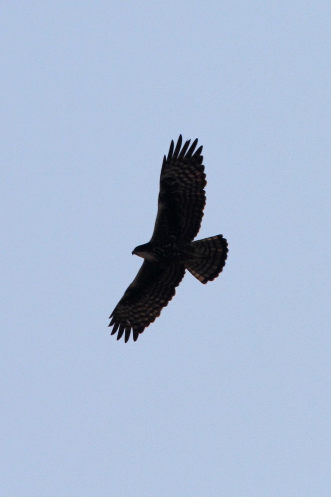 True Eagles (Aquila) - Avian Discovery