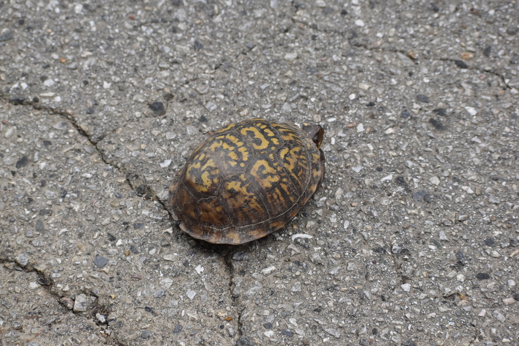 Eastern Box Turtle in September 2020 by Rin Wolfe. Found crossing road ...